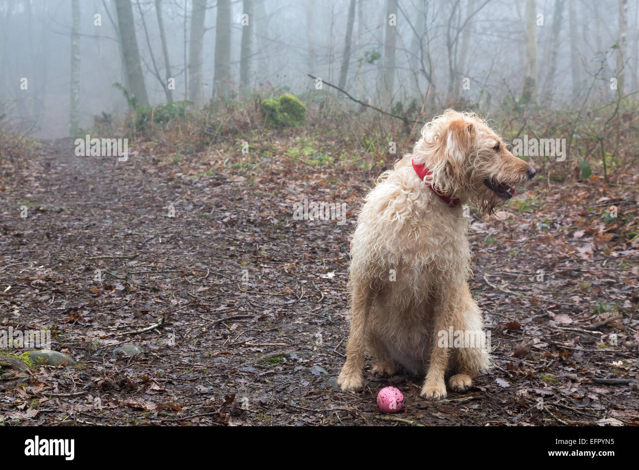Yellow Labradoodle Portrait Stock Photo - Alamy