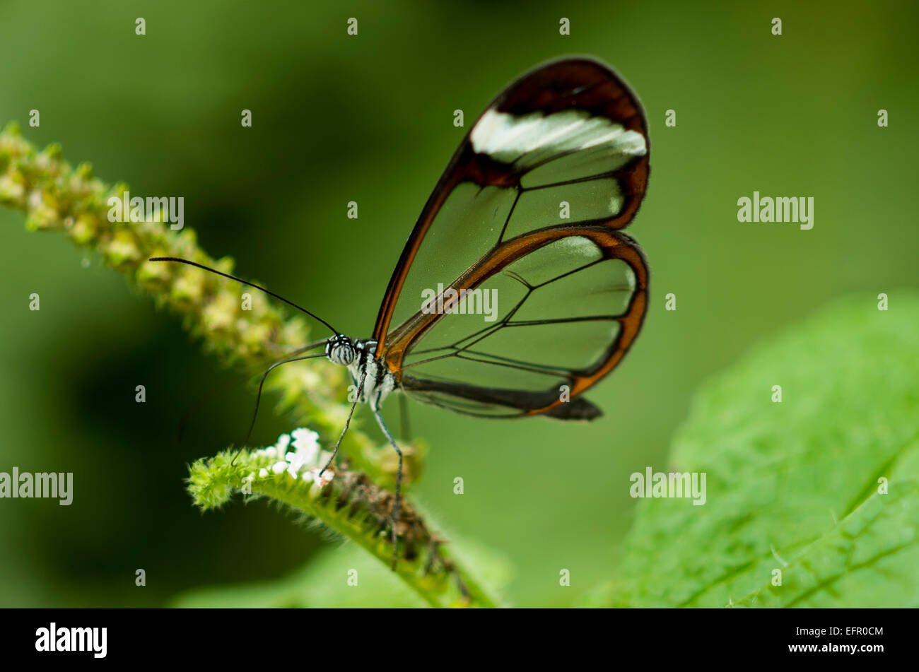Glass Winged Butterfly High Resolution Stock Photography and Images - Alamy