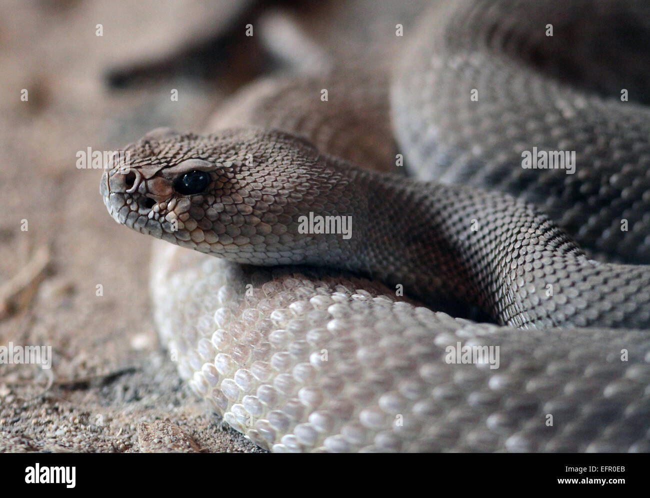 Red diamond rattlesnake. Crotalus ruber a venomous pit viper species ...