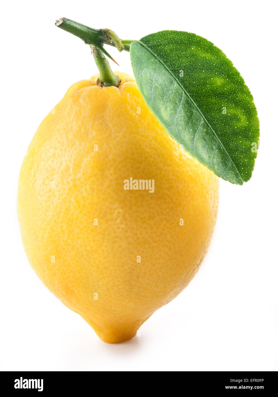 Lemon with leaf on a white background Stock Photo - Alamy