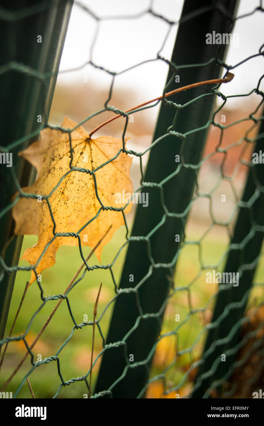 Autumn/fall leaf from a plane tree caught in wire fence, UK Stock Photo ...