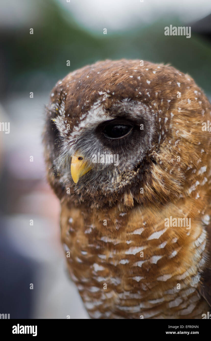 Small cute owl perched hi-res stock photography and images - Alamy
