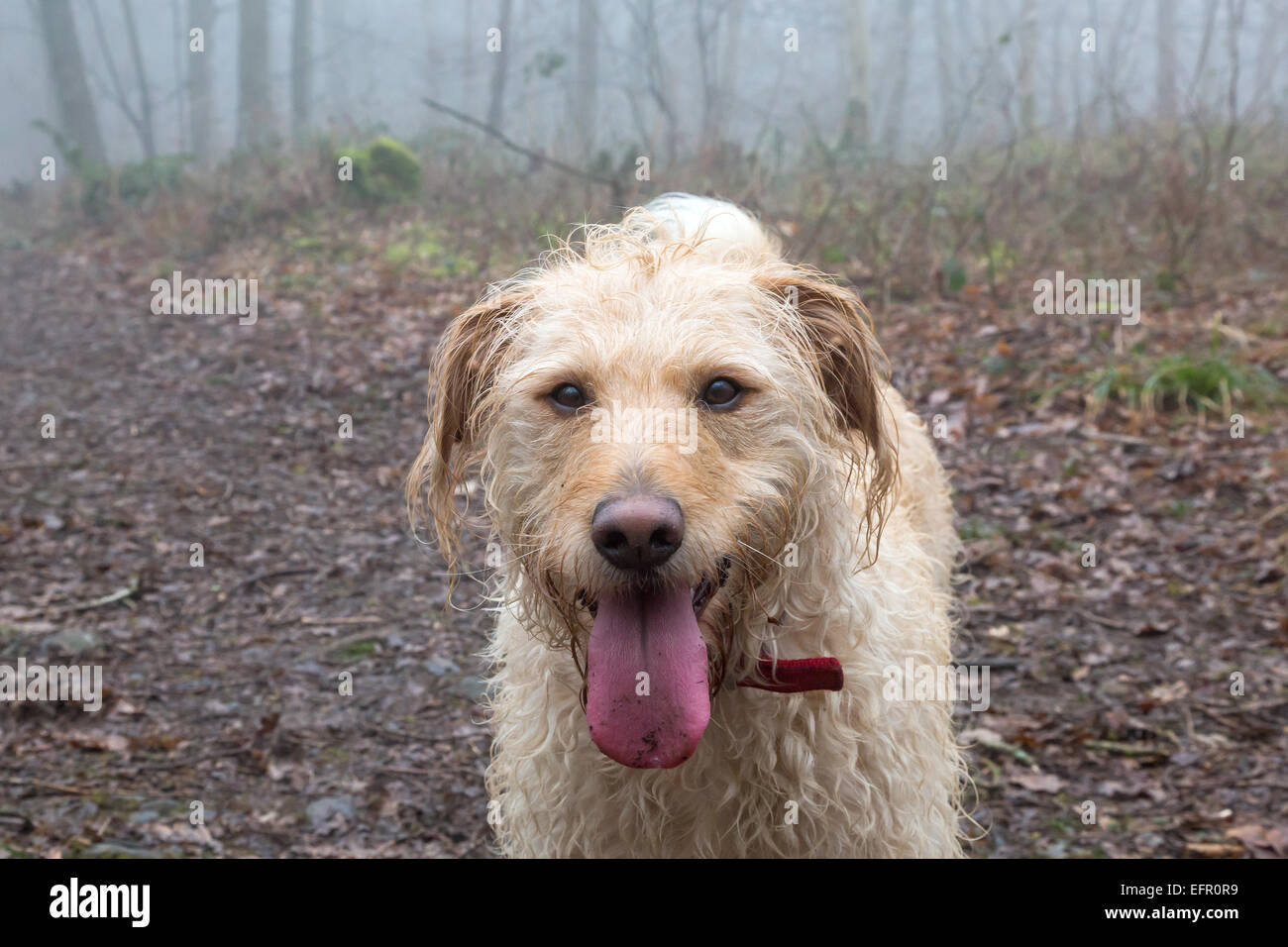 Yellow Labradoodle Portrait Stock Photo - Alamy