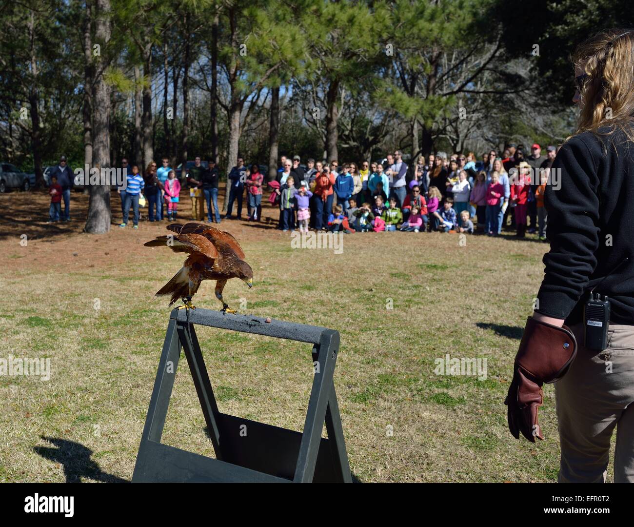 Hawk trainer hi-res stock photography and images - Alamy