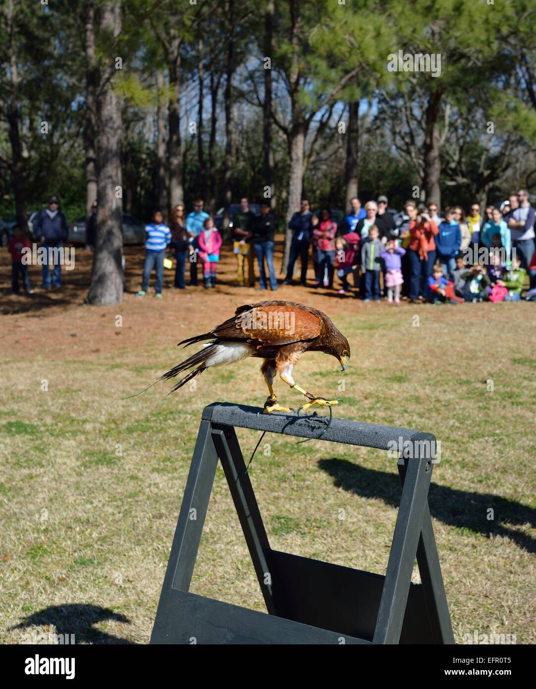Harris Hawk perched on wooden sign Stock Photo - Alamy