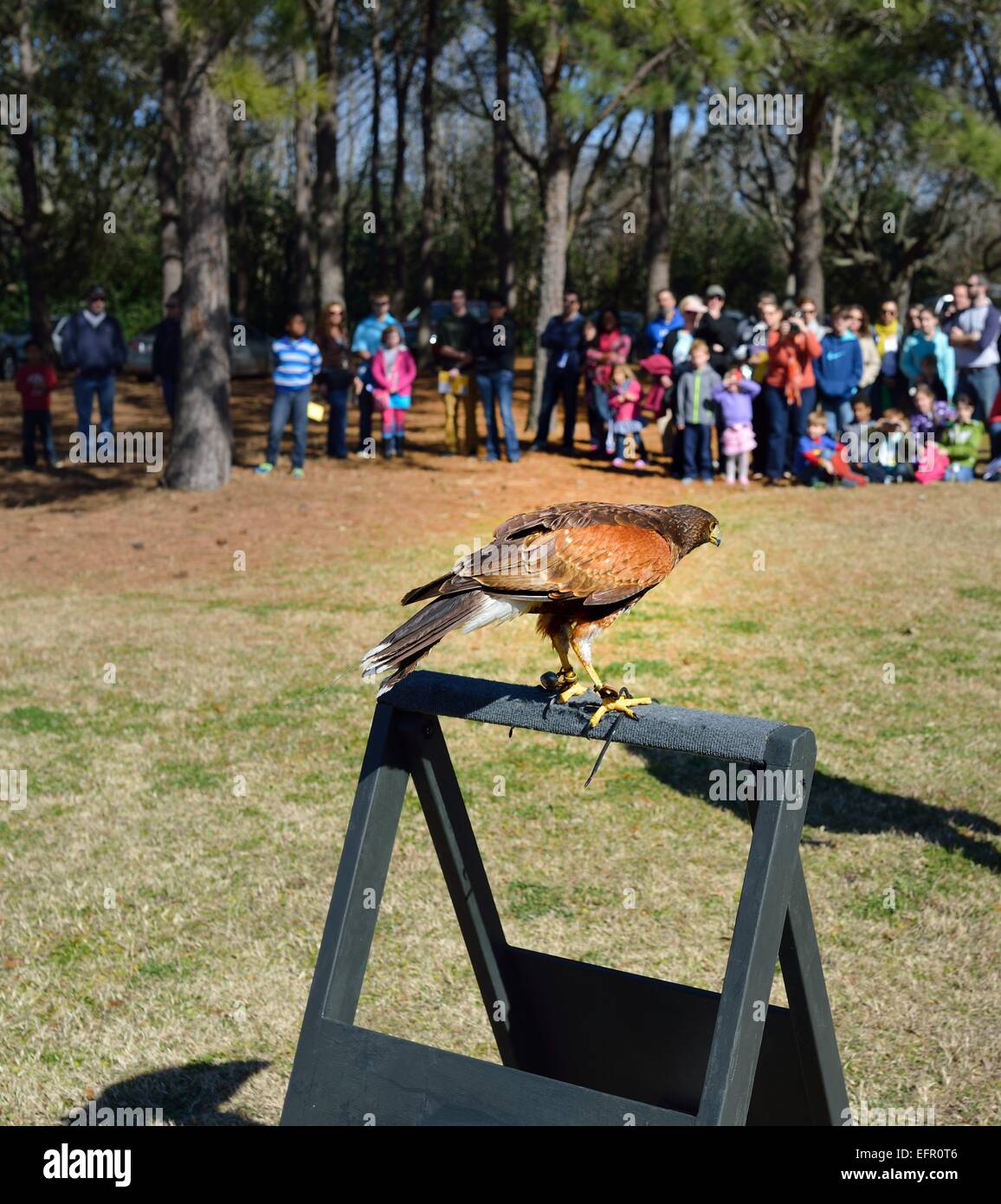 Harris hawk perched hi-res stock photography and images - Alamy