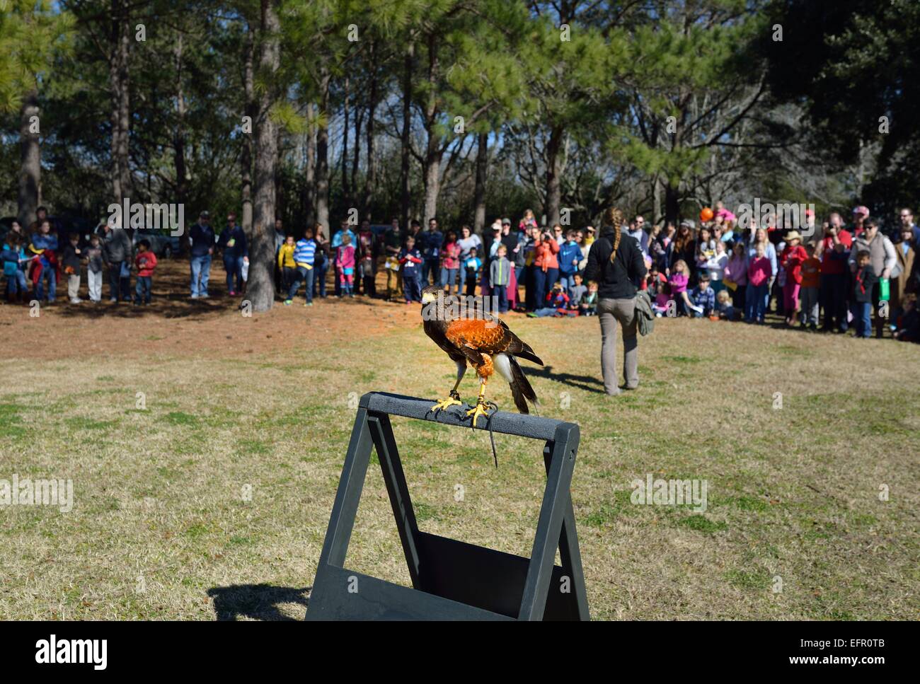 Harris Hawk at Birds of Prey flight Demonstration Stock Photo - Alamy