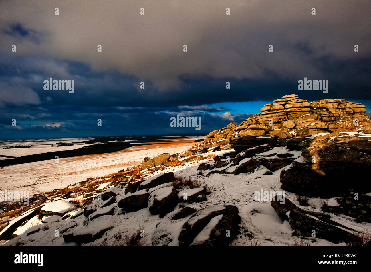 Daphne in snow hi-res stock photography and images - Alamy