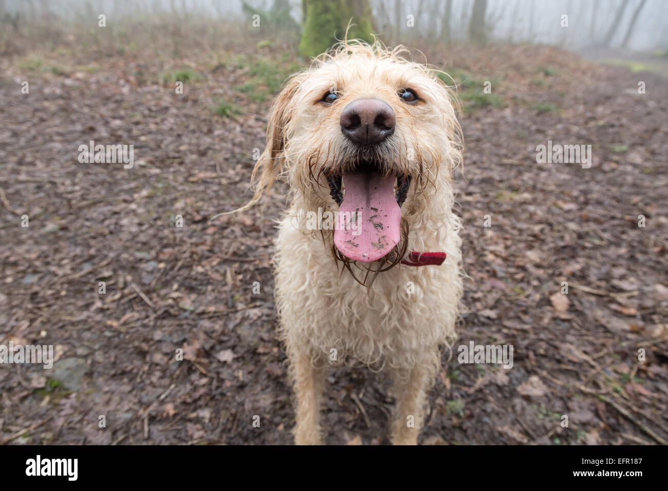 Yellow Labradoodle Portrait Stock Photo - Alamy