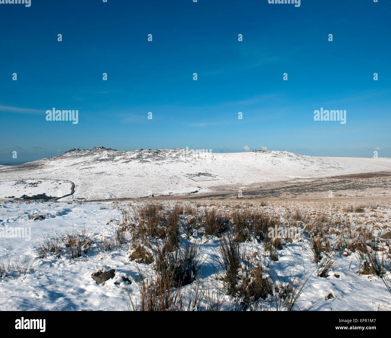 Daphne in snow hi-res stock photography and images - Alamy