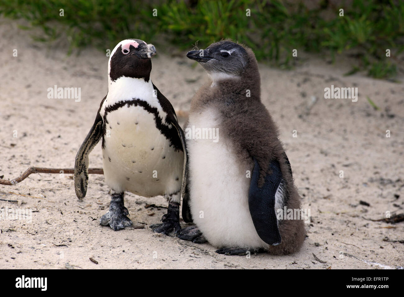 Jackass Penguins or African Penguins (Spheniscus demersus), adult with ...