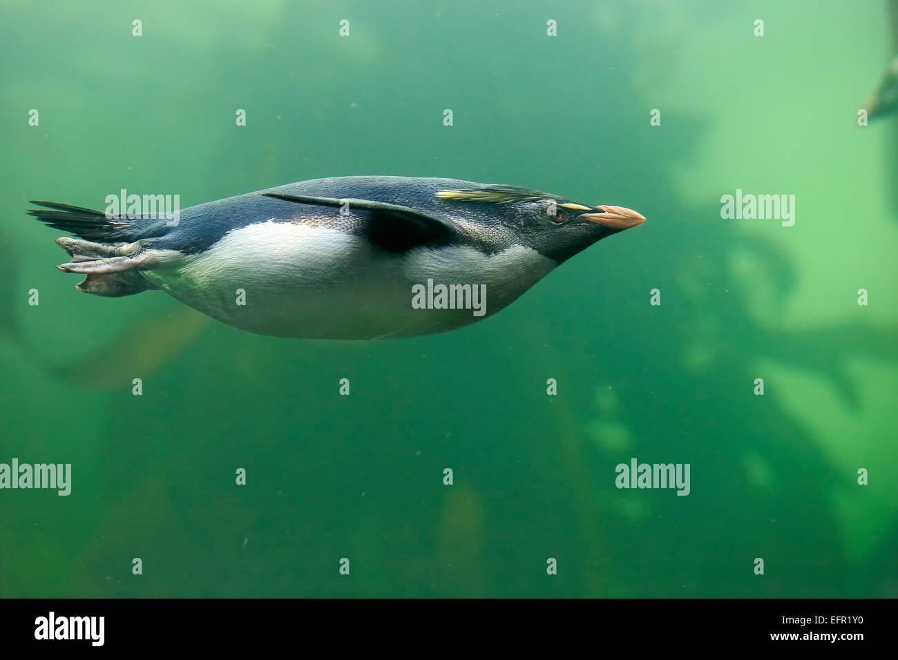 Southern rockhopper penguin swim hi-res stock photography and images ...
