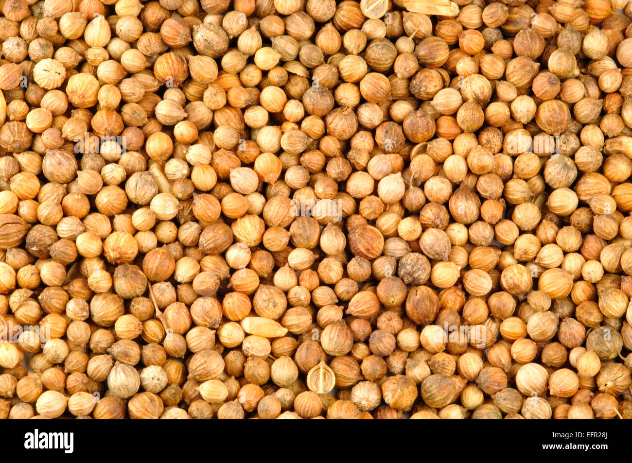 Spices, Coriander seeds Stock Photo - Alamy