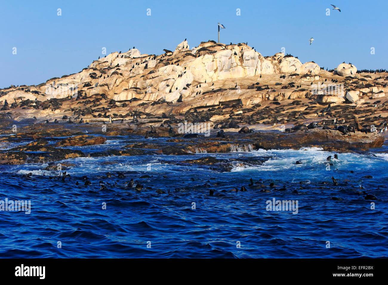 Seal colony, Seal Island, Western Cape, South Africa Stock Photo - Alamy