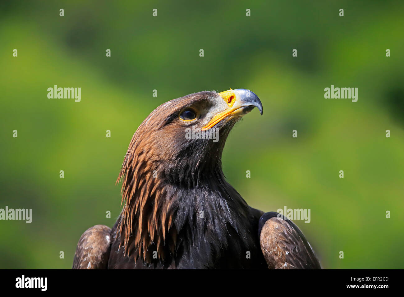 Golden eagle aquila chrysaetos germany hi-res stock photography and ...