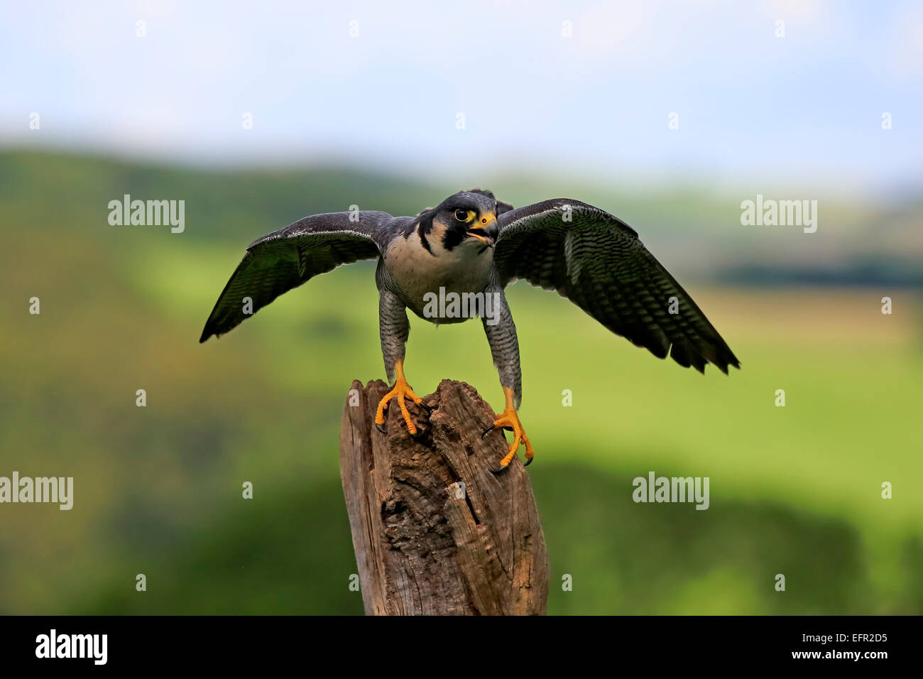 Peregrine Falcon (Falco peregrinus), adult, flying away, captive, Eifel ...