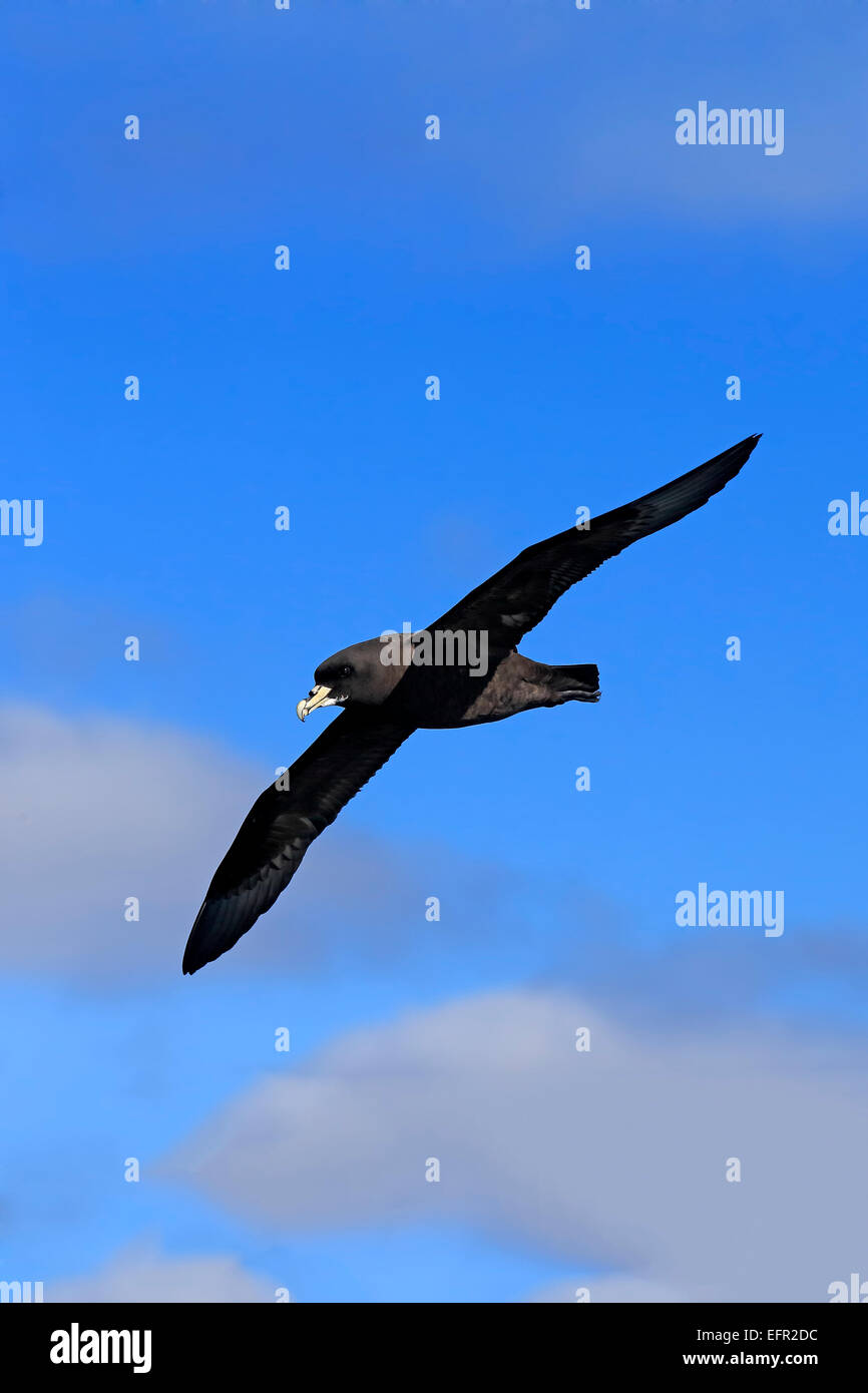 White chinned petrel cape hen procellaria aequinoctialis petrel hi-res ...
