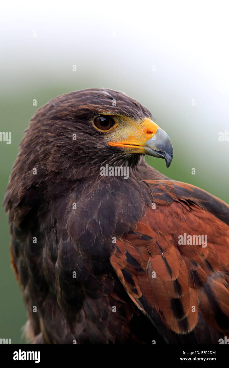 Harriss hawk parabuteo hi-res stock photography and images - Alamy