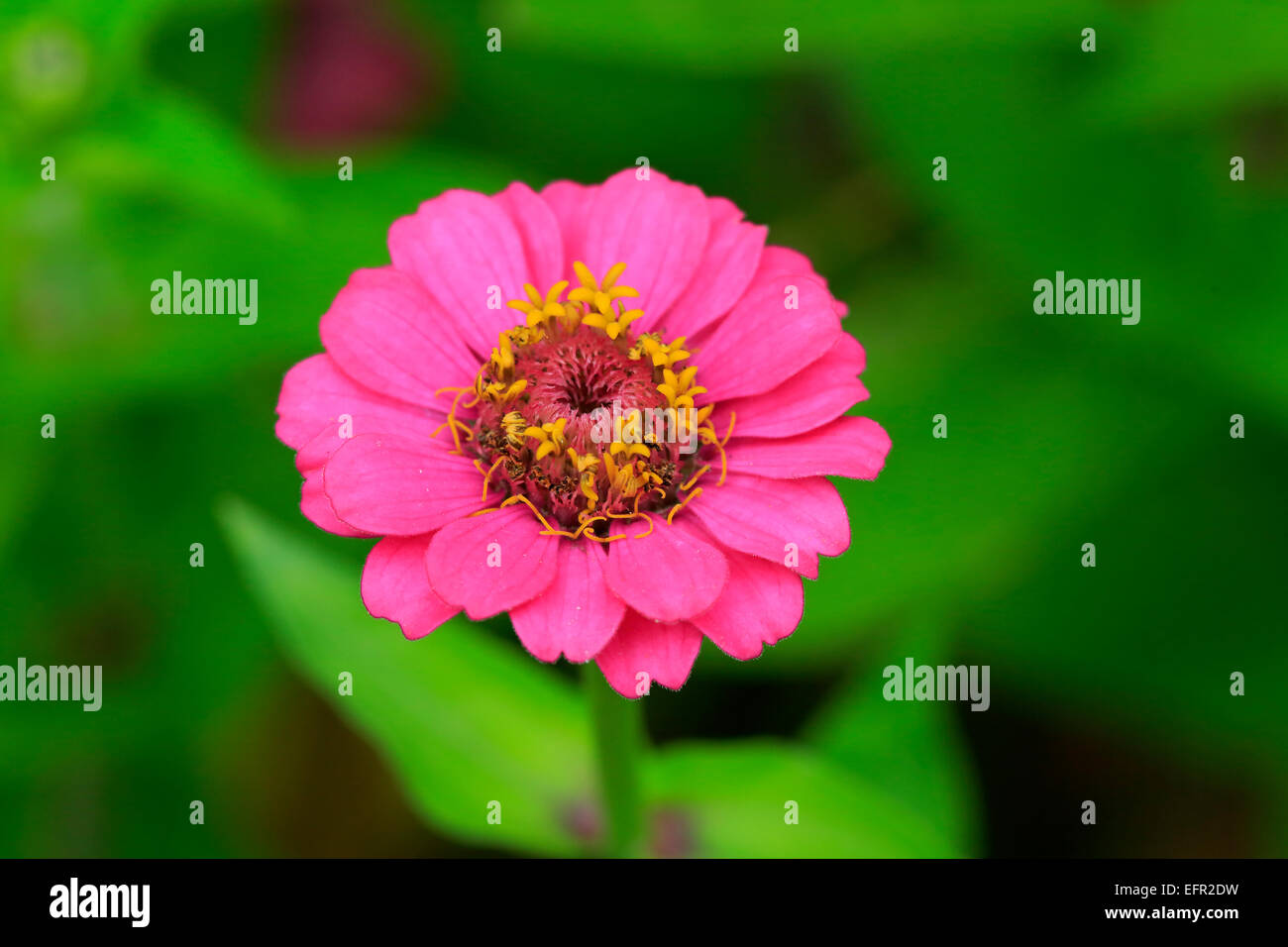 Close up view zinnia flower hi-res stock photography and images - Alamy