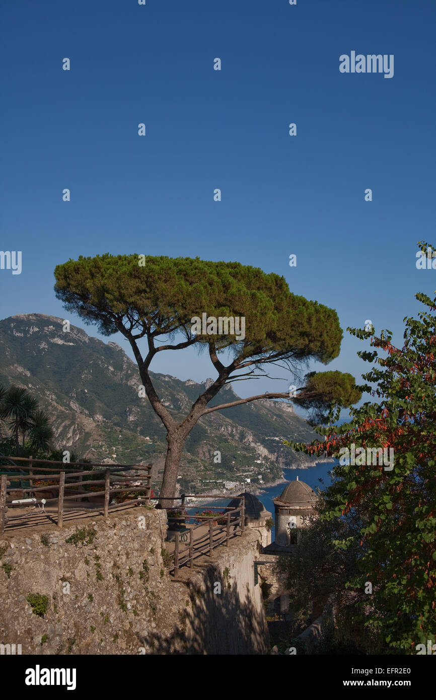 Mediterranean trees hi-res stock photography and images - Alamy