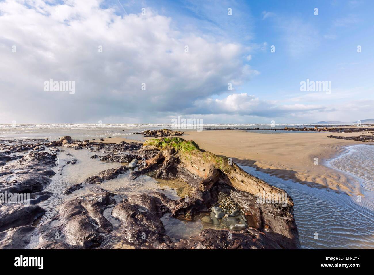 The submerged forest at Borth, Ceredigion Stock Photo - Alamy