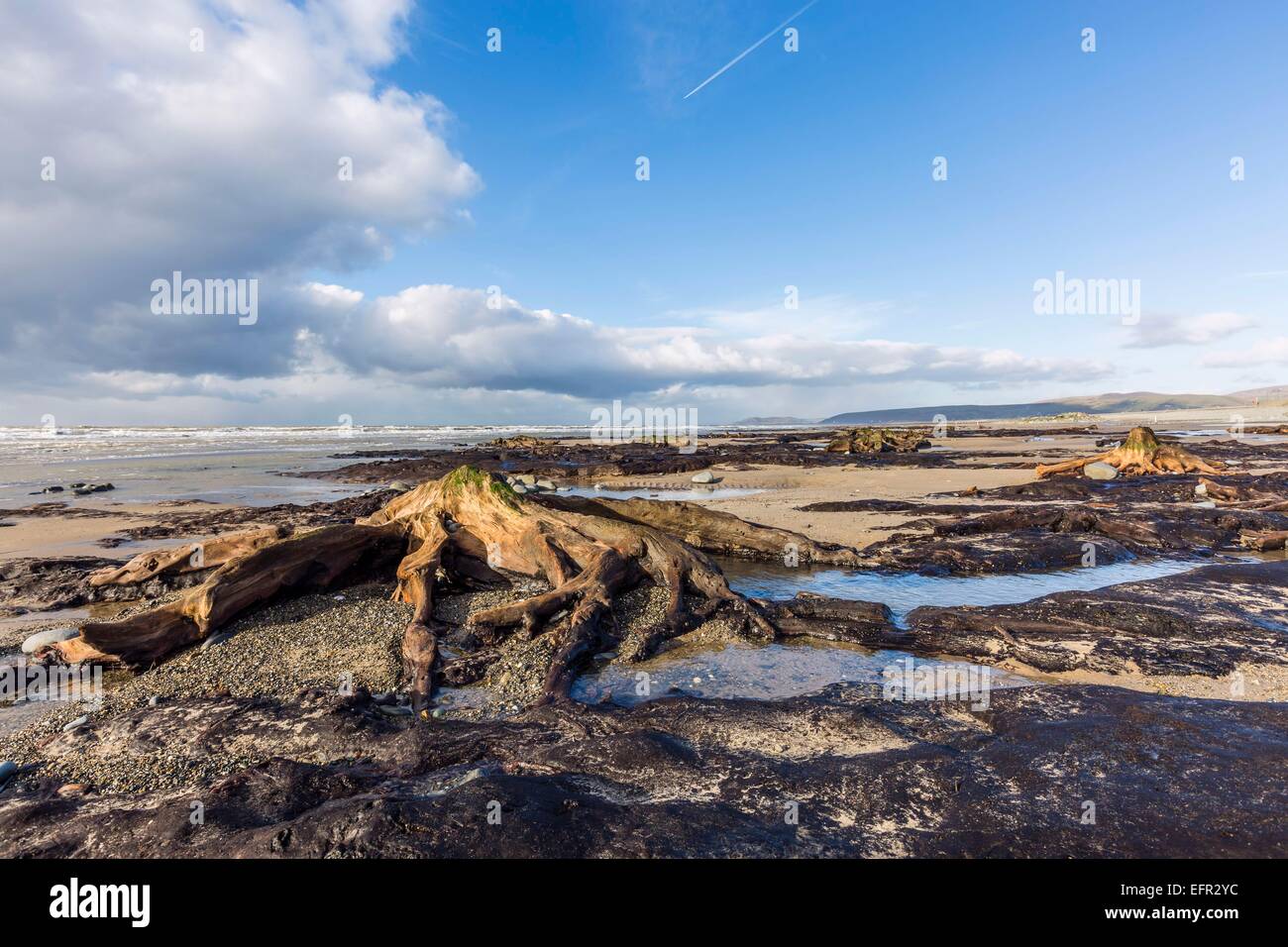 The submerged forest at Borth, Ceredigion Stock Photo - Alamy