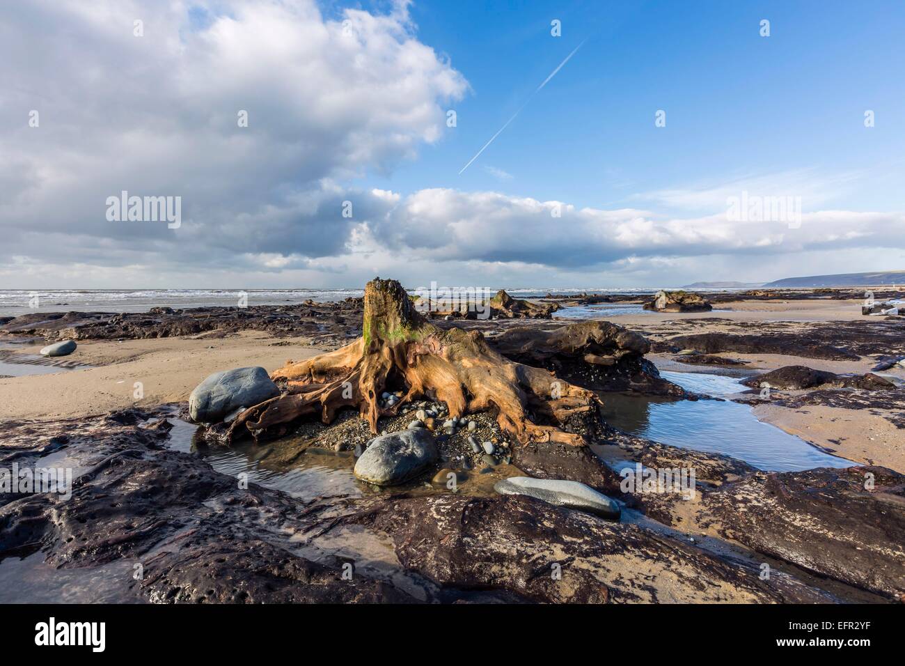 The submerged forest at Borth, Ceredigion Stock Photo - Alamy