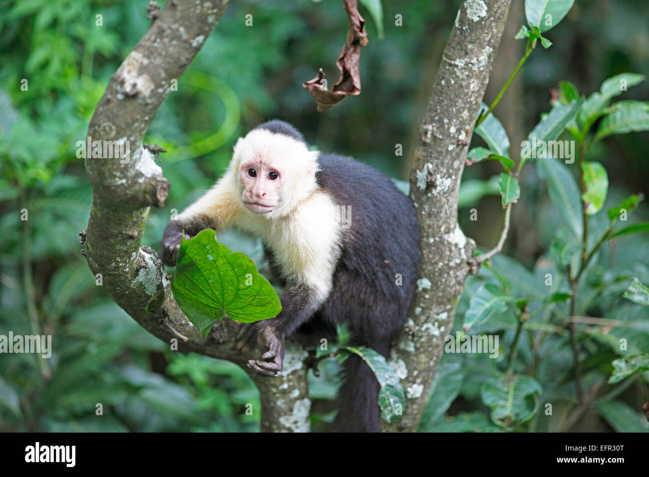 White-headed Capuchin (Cebus capucinus), Costa Rica Stock Photo - Alamy