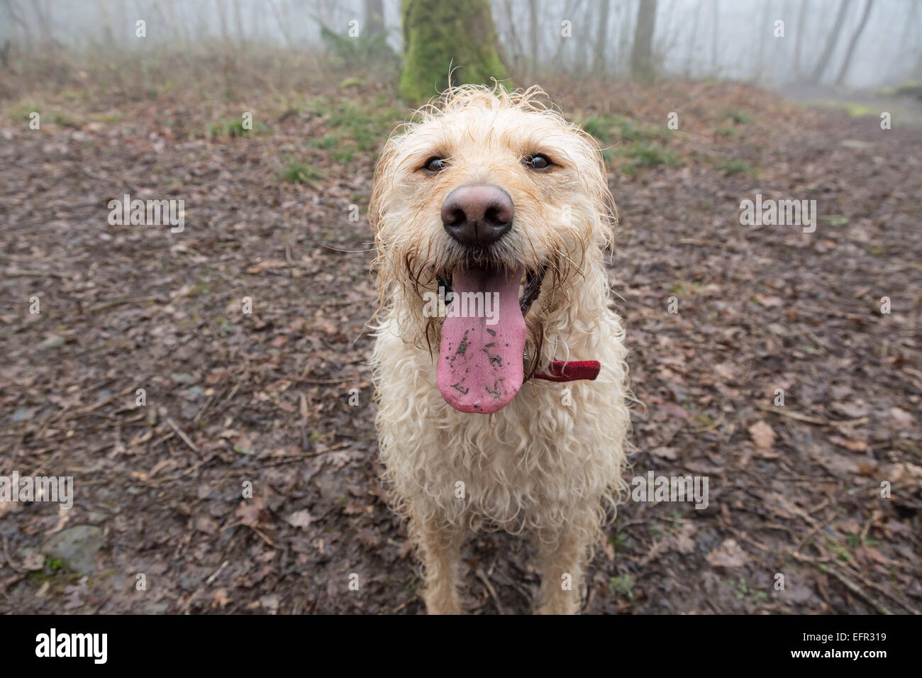 Yellow Labradoodle Portrait Stock Photo - Alamy
