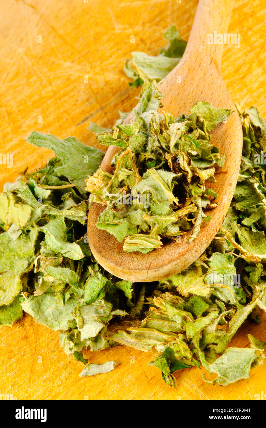 Dried Leaves of the Medicinal Plant Artichoke, Cynaria scolymus Stock ...