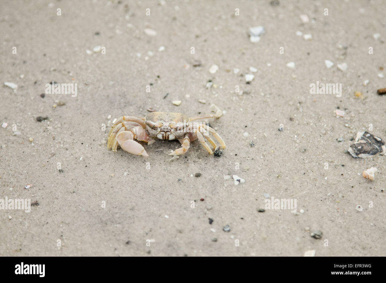 crab on the beach Stock Photo - Alamy