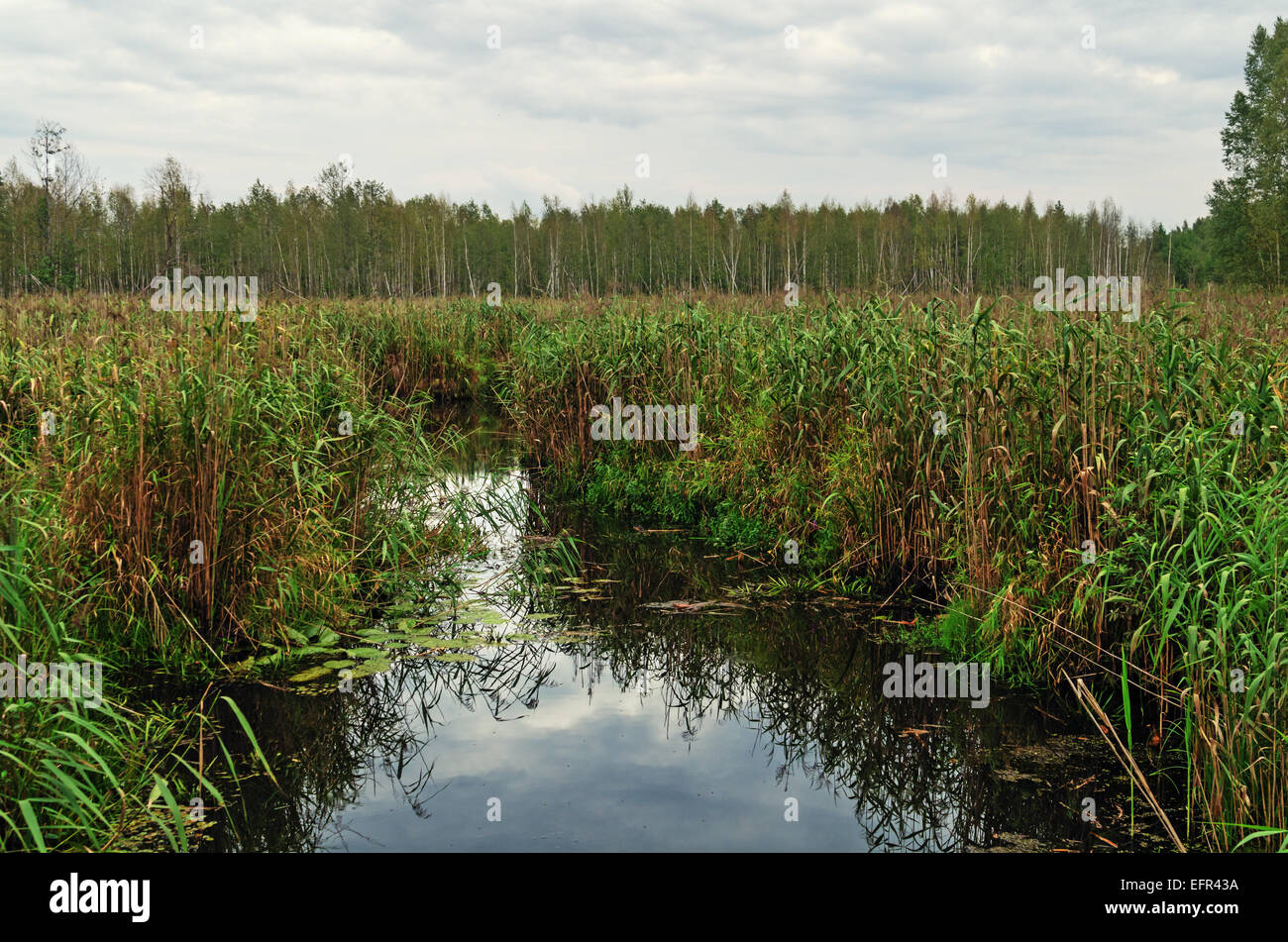 Boggy river with cane around Stock Photo - Alamy