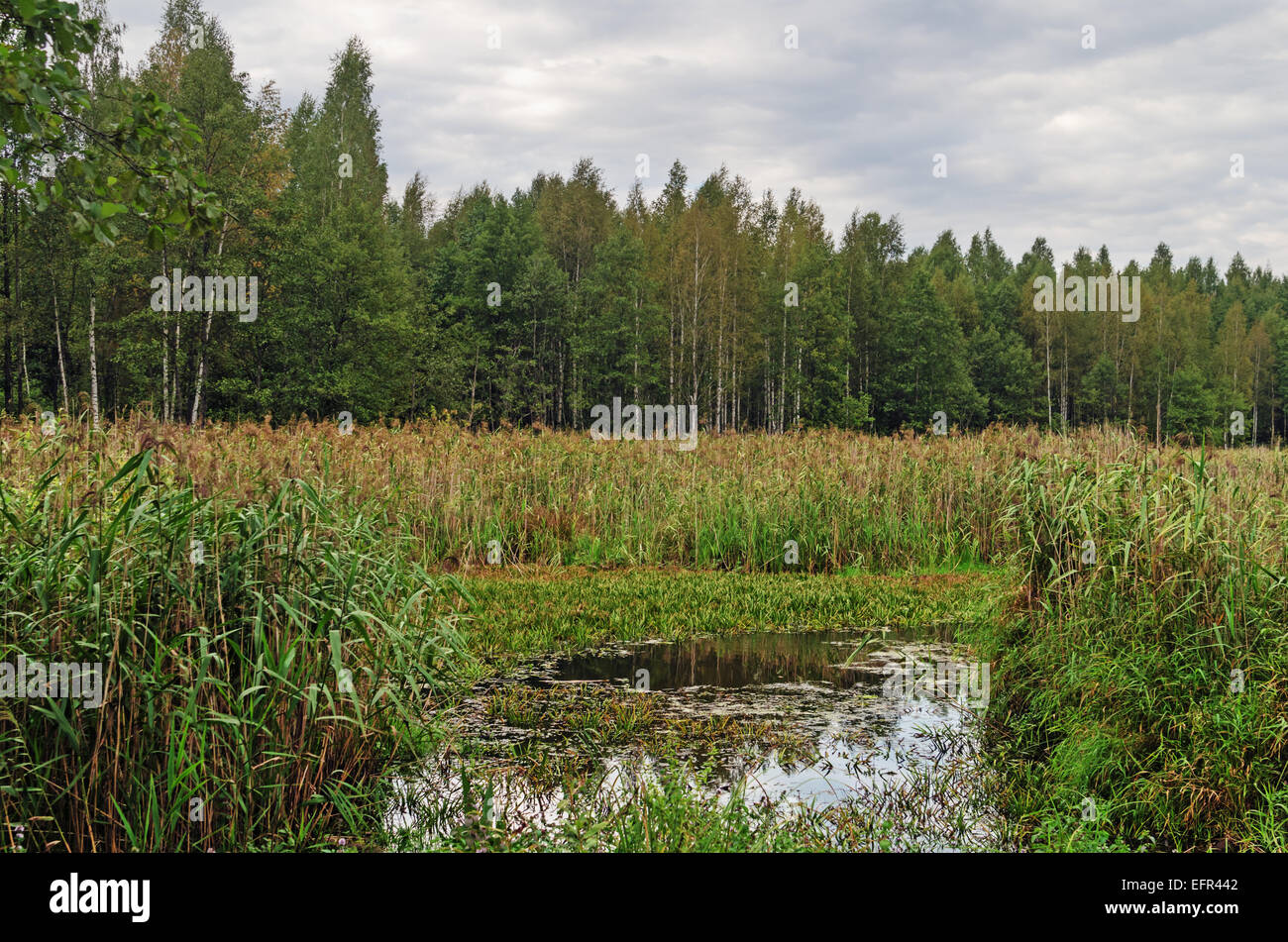 Boggy river with cane around Stock Photo - Alamy