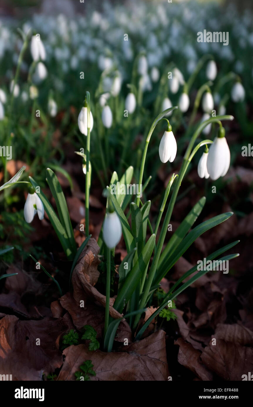 Galanthus plants hi-res stock photography and images - Alamy