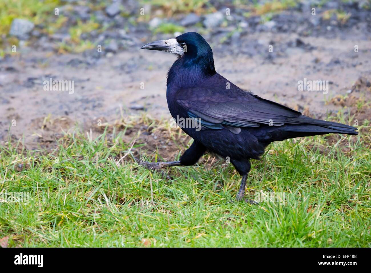 Rook Feeding High Resolution Stock Photography and Images - Alamy