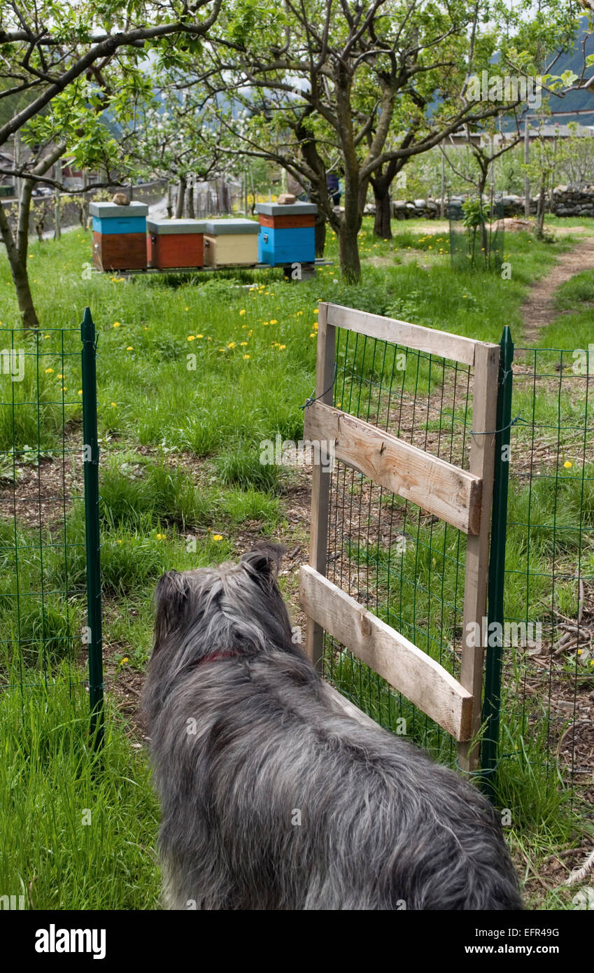 Dog behind a gate hi-res stock photography and images - Alamy