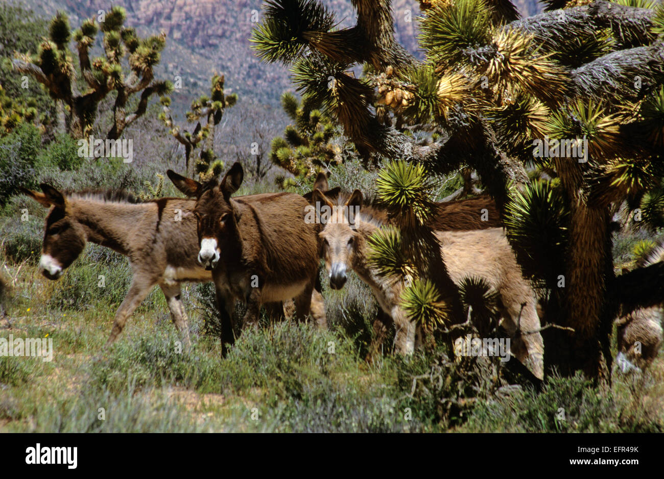 Wild burros can sometimes be spotted in the desert and canyon country ...