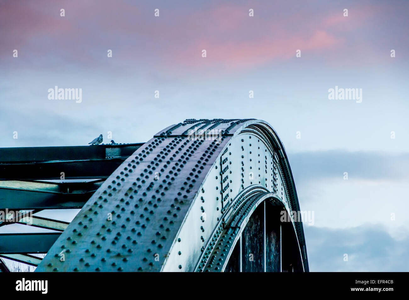 Pigeon on bridge hi-res stock photography and images - Alamy