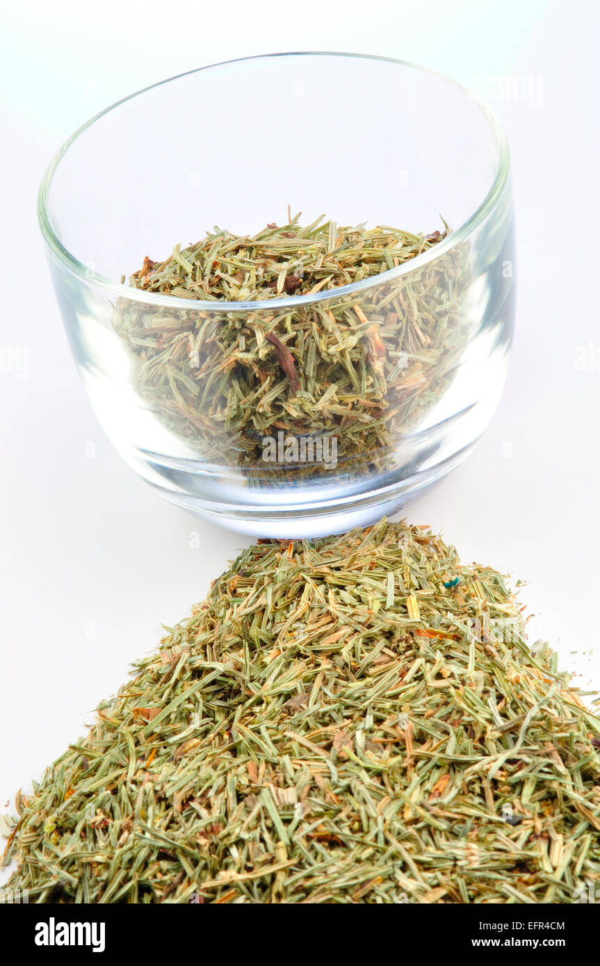 Field Horsetail Equisetum arvense, Dried Sprouts Stock Photo - Alamy