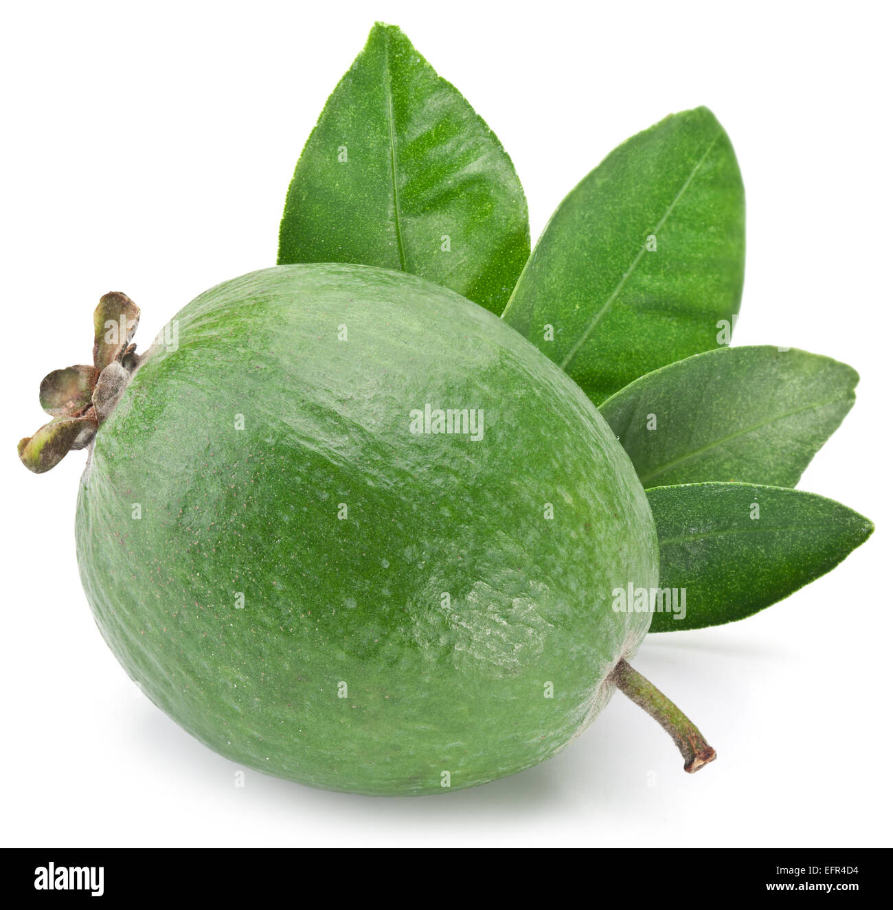 Feijoa leaves on white hi-res stock photography and images - Alamy