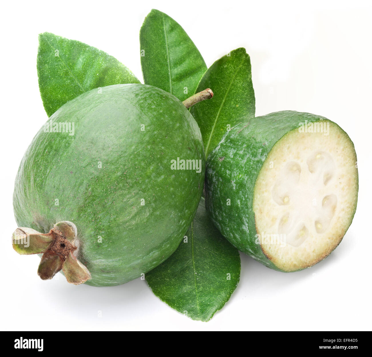 Feijoa leaves on white hi-res stock photography and images - Alamy