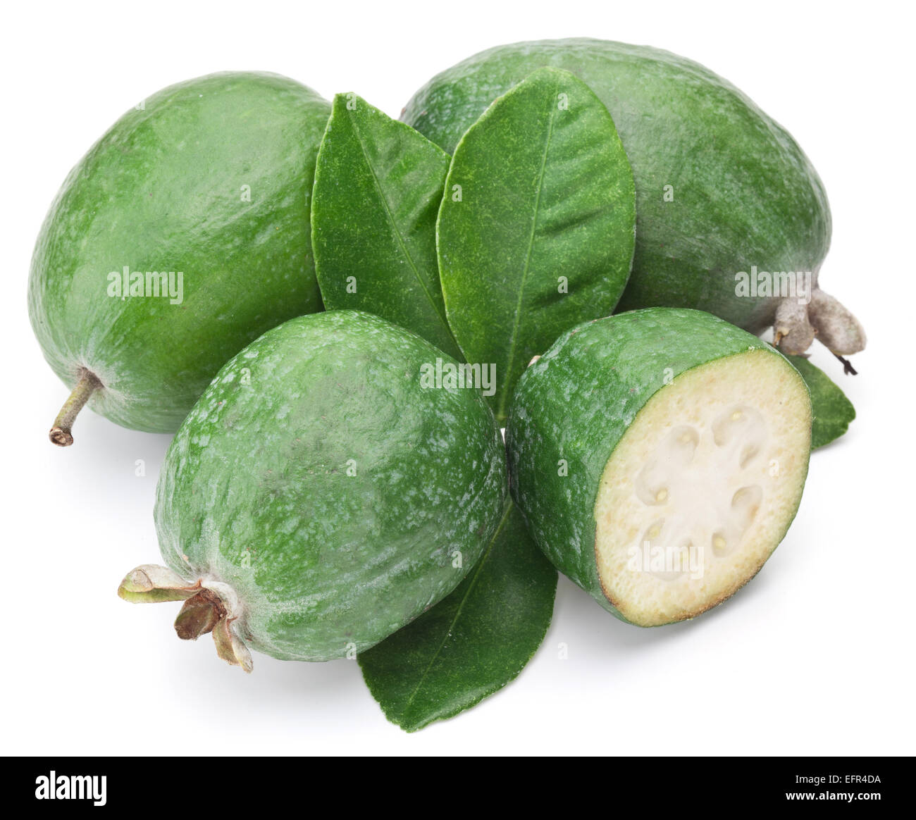 Feijoa leaves on white Cut Out Stock Images & Pictures - Alamy