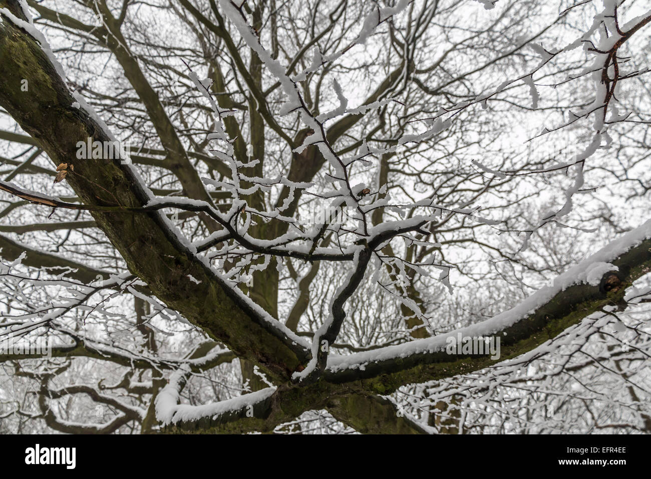 snow on the crossed branches Stock Photo - Alamy