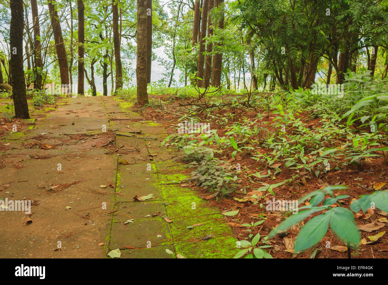 Moss concrete hi-res stock photography and images - Alamy