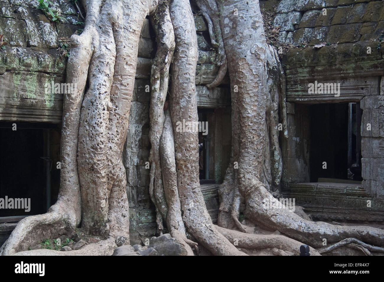 Ancient tree roots twist around Ta Promh's temple ruins Stock Photo - Alamy