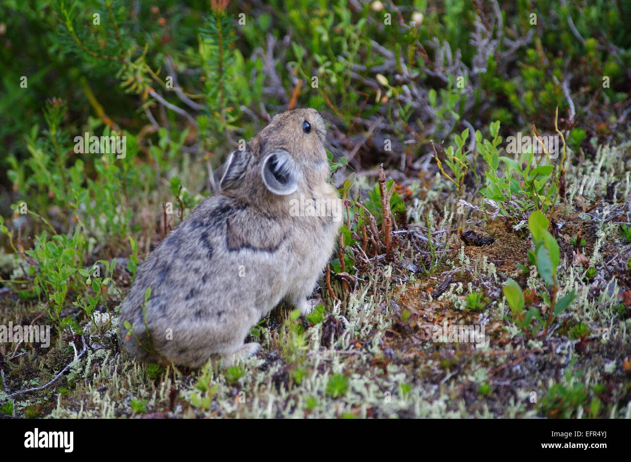 Pika alberta hi-res stock photography and images - Alamy