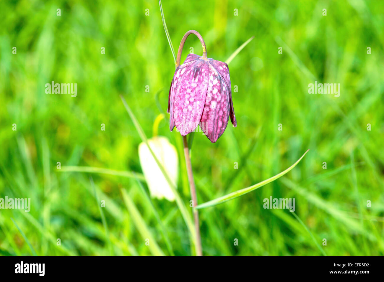 Purple fritillary hi-res stock photography and images - Alamy
