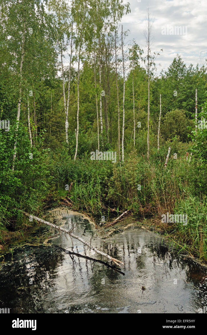 Summer boggy river Stock Photo - Alamy