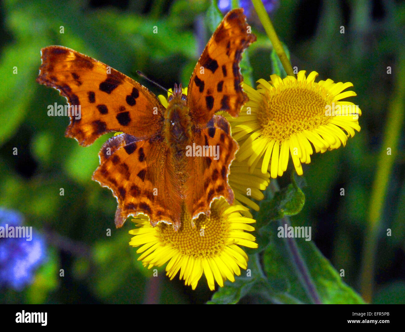 The comma hi-res stock photography and images - Alamy
