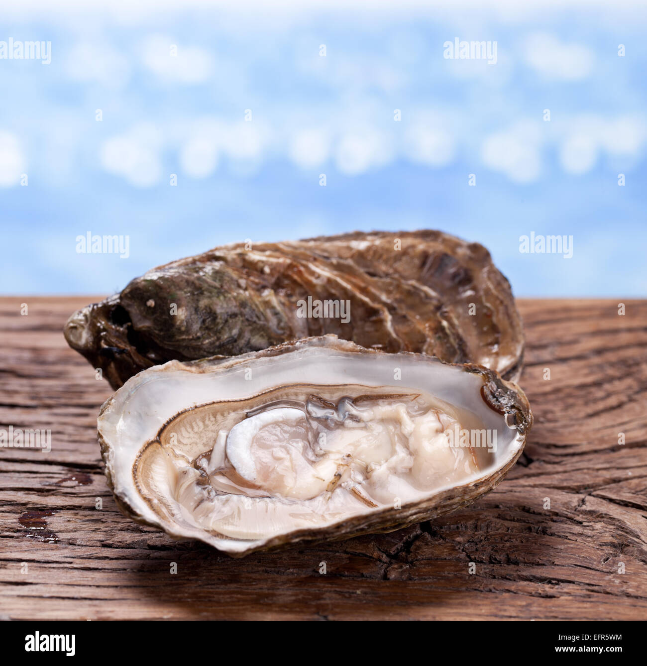 Mollusk oyster hi-res stock photography and images - Alamy